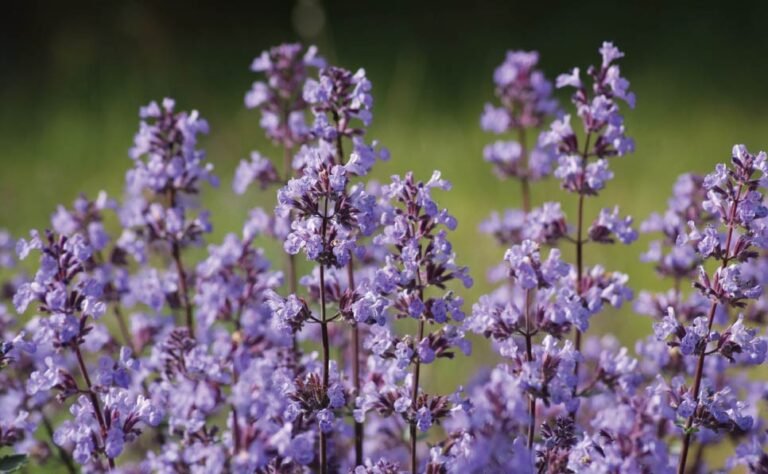 Catnip: Exploring the Effects of Catnip on Cats, from Calm to Catnip Crazy!