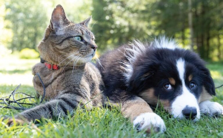 Basics of Caring for a Cat: Mastering the Art of Feline Companionship ...