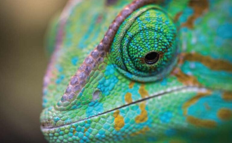 What is the best reptile to have as a pet? Introduction to pet reptiles ...