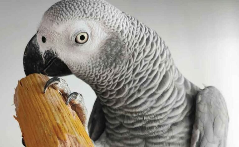 20 DIY Parrot Toys: Keep Your Parrot Entertained and Happy - PetSweetJoy