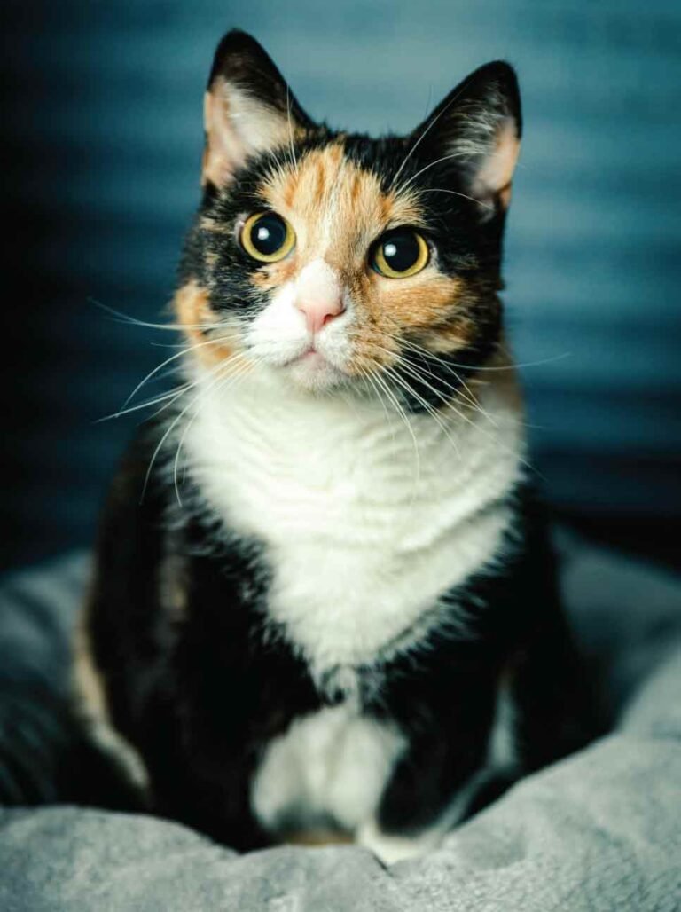 Cat Kneading Explained: Why Do Cats Make Biscuits?