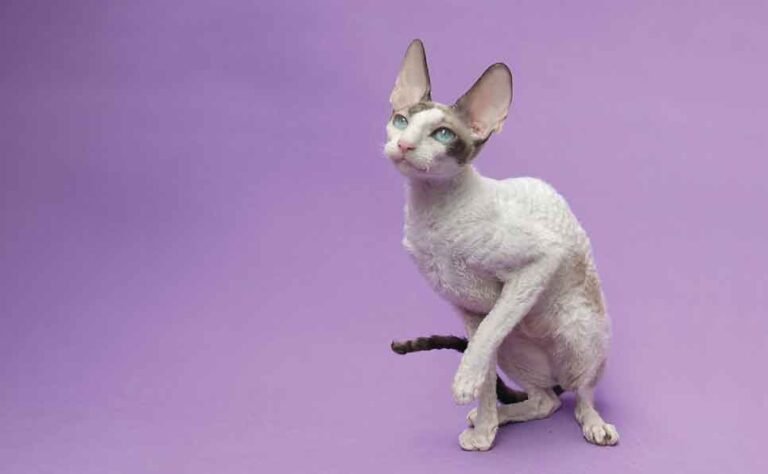 Top 10 Hypoallergenic Cat Breeds to Consider | Tips and Factors