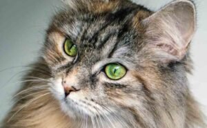 Top 10 Hypoallergenic Cat Breeds to Consider | Tips and Factors