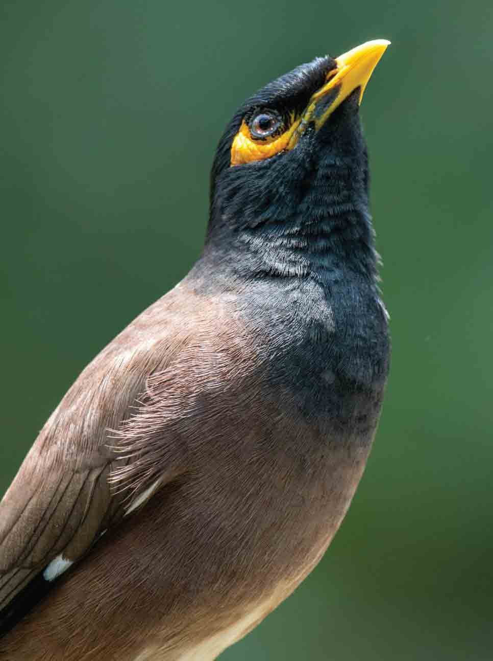 9 Pet birds that talk: Your Best Talking Companions