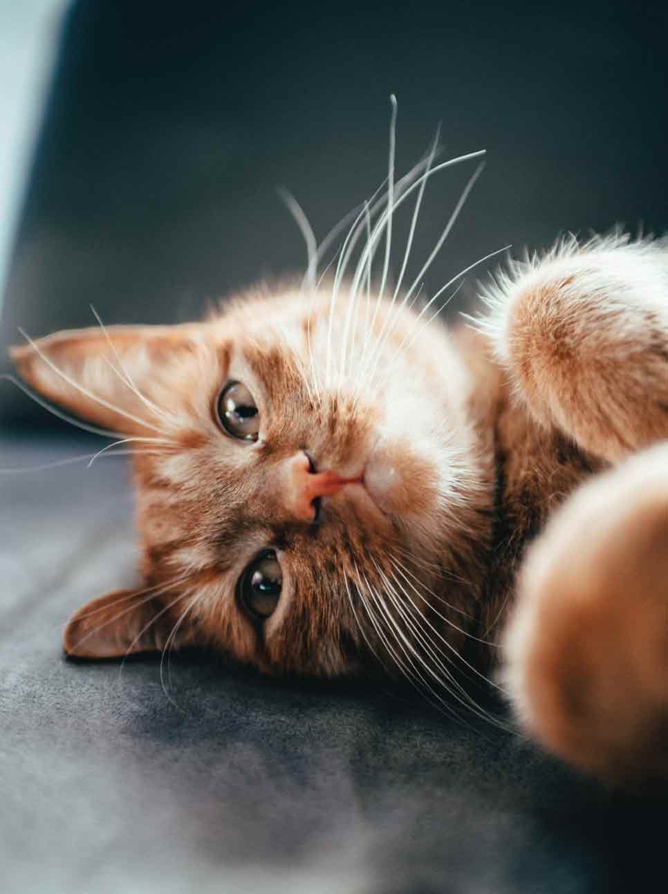 Cat Kneading Explained: Why Do Cats Make Biscuits?