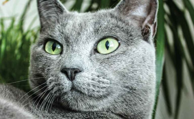 Top 10 Hypoallergenic Cat Breeds to Consider | Tips and Factors