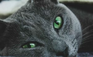 Top 10 Hypoallergenic Cat Breeds to Consider | Tips and Factors