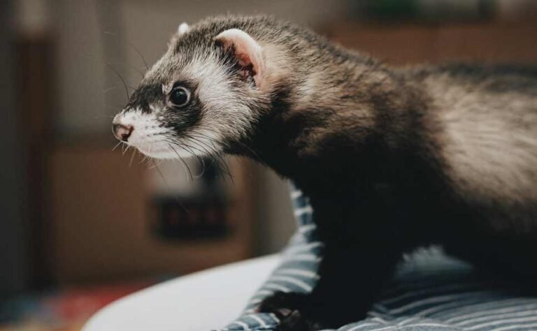 Are Ferrets Good Pets? Essential Considerations
